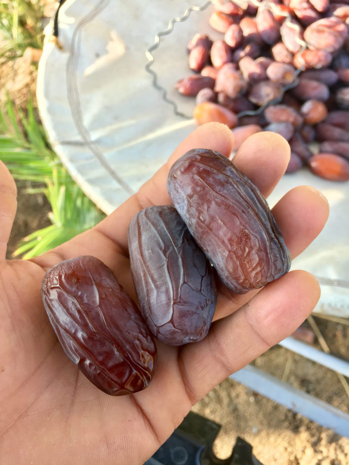 Datulje / datule svježe medjool XL extra large 250g - Prokulica